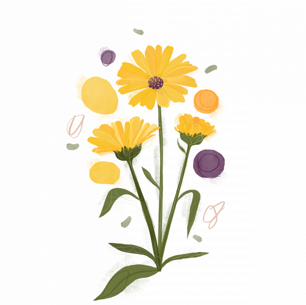 The Little Clock Calendula, ‘Herb of the Sun’ - Sheeba Naaz